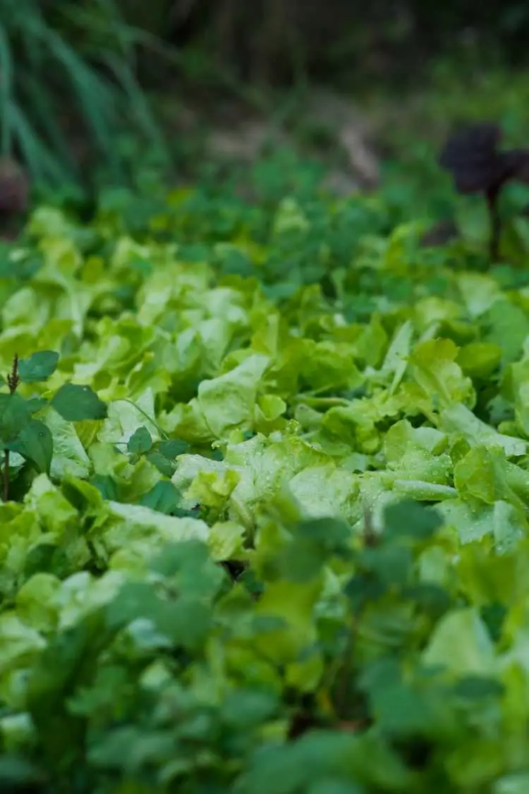 26 Vegetables That Start With B (Best List)