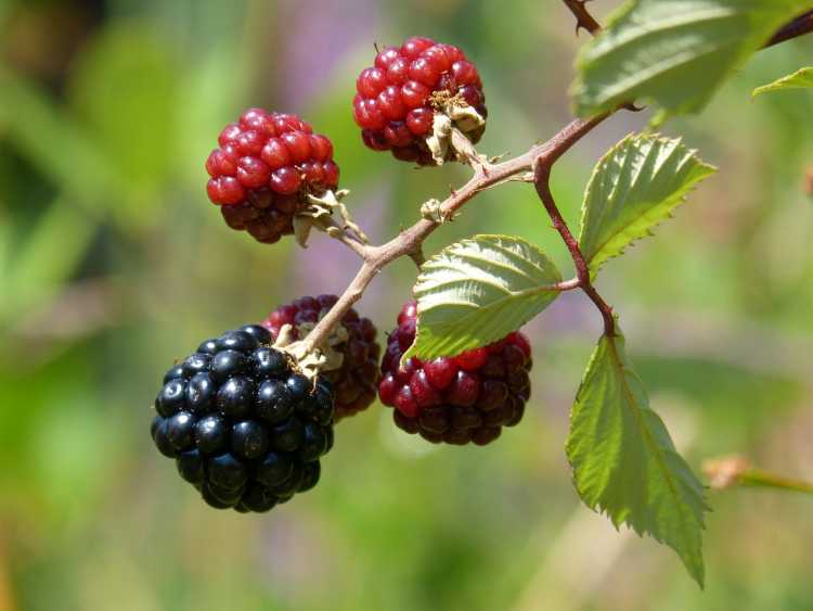 10 Fruits That Start With Z (Best List)