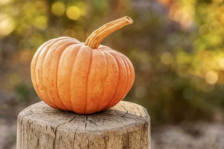 27 Vegetables That Start With P (Best List)