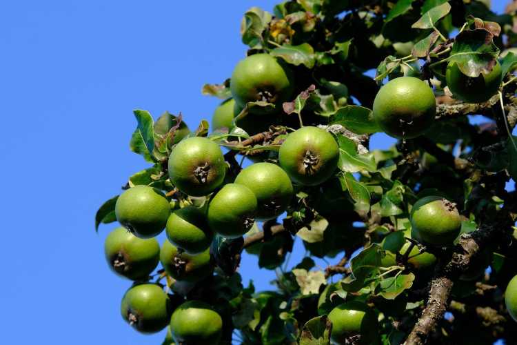 15 Fruits That Start With E (Best List)