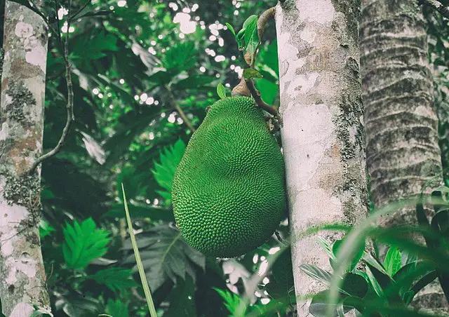 27 Fruits That Start With K (Best List)