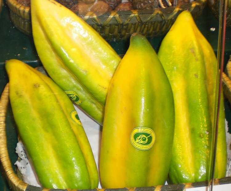 31 Fruits That Start With B (Best List)